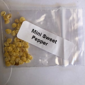 50 Mini Sweet Peppers Seeds. Assorted Colors. Ships Free - Etsy