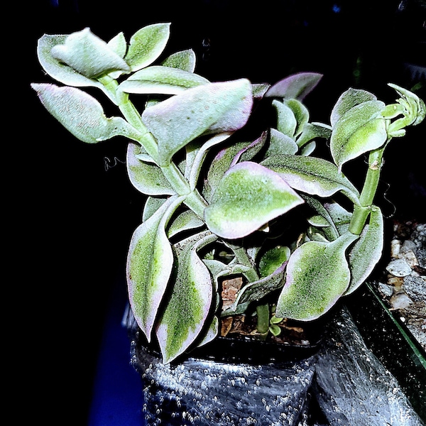Variegated Baby Sun Rose, Ice Plant, Pink Succulent, Rare Plant in 2 ...
