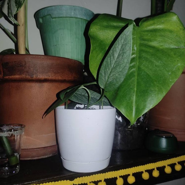 Transparent Pot for Interior Plants 12 Cm Clear Plastic Pots for Plant ...