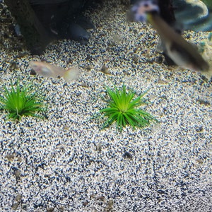 Samolus Parviflorus Red Rare Live Aquarium Plants - Etsy