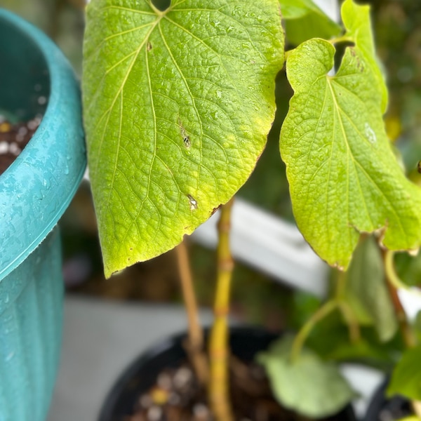 Rootbeer Yerba Santa- Live Plant 1ft Tall in 6” Pot - Etsy