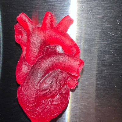 Anatomical Heart Magnet, Translucent Red - Etsy