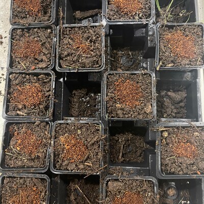 Curry Leaf Plant Seeds 10 Grown in USA Freshly Harvested Murraya ...