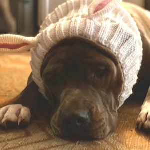 Bunny Rabbit Dog Snood Knit Crochet Dog Hat Easter Dog Costume Ear ...