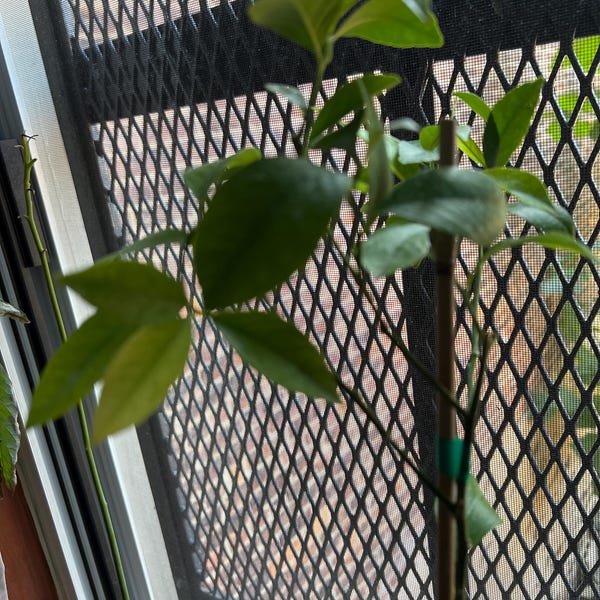 MEYER LEMON TREE (valley Lemon) - Texas Grown - Certified Nursery ...