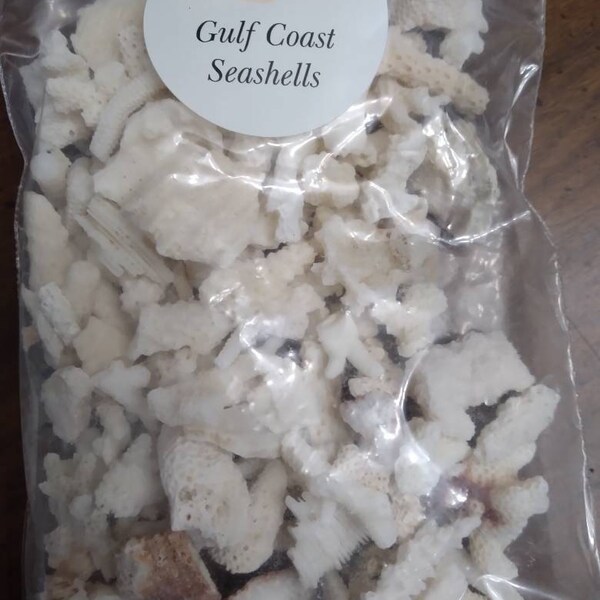 Polished Jade Turbo Shell Large Polished Trochus Polished White Shell ...