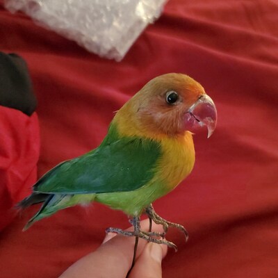 Taxidermy Wing Down Love Bird Green Parrot Birth Gift ,non Base,good ...