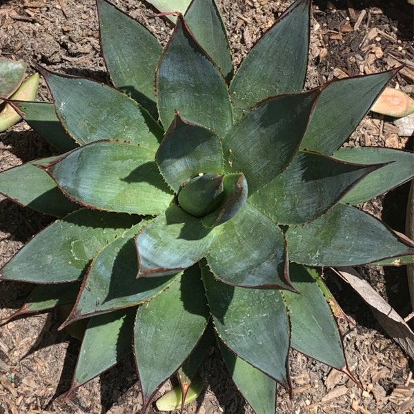 Blue Glow Agave | 3 Gallon | Live Succulent Plant | Cactus | Indoor ...