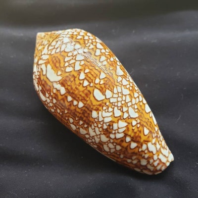 Tectarius Coronatus Periwinkle Shell 1/23/4 - Etsy