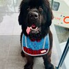 Christmas Santa Bib Giant Big Dog Drool Bib Dog Bib Newfoundland Newfie ...