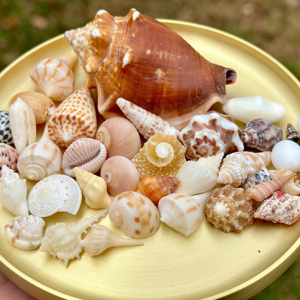 Shells With Holes Assorted Sizes Craft Beach Shells Jewelry Art Shells ...
