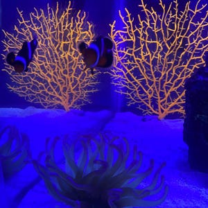 Medium Hebrew Cone Seashells Conus Ebraeus 5 Shells Approx. 1 Inches ...