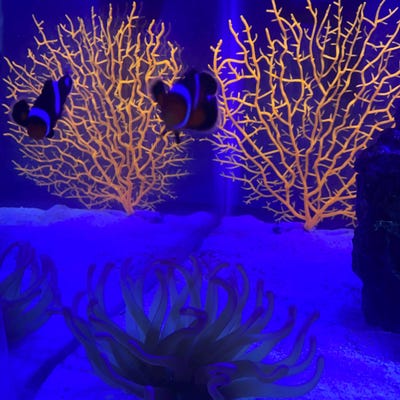 Medium Hebrew Cone Seashells Conus Ebraeus 5 Shells Approx. 1 Inches ...