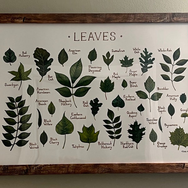Leaves of North America Field Guide Art Print / Watercolor Tree ...