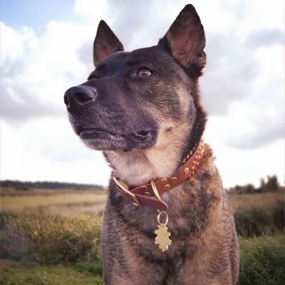 Personalised Oak Leaf Dog ID Name Tag in Brass - Etsy