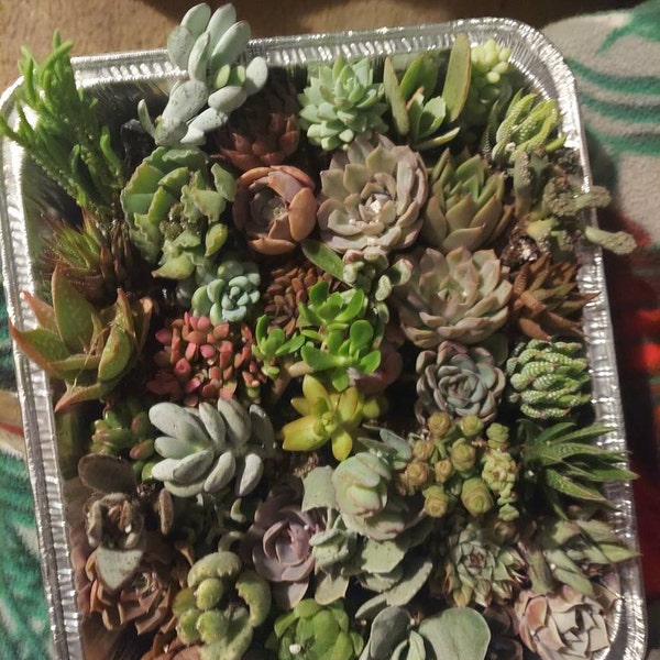 Assorted Live Rooted Succulent Plugs | Great for Baby Showers, Wedding ...