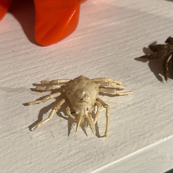 Spider Crab Platymaia Alcocki Crab Taxidermy Oddities - Etsy