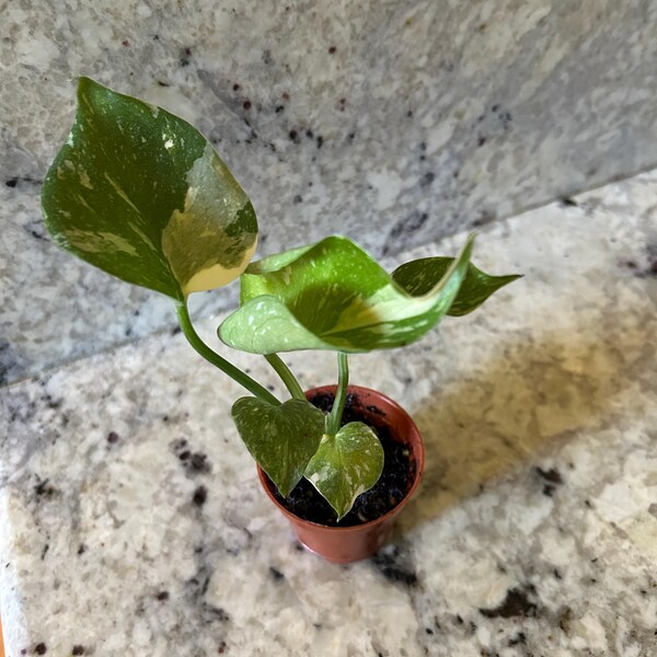 4 African Violet cabbage Patch - Etsy