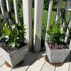 Wrought Iron 31" Ball Top Triangle Topiary Flower Trellis, Metal Plant ...