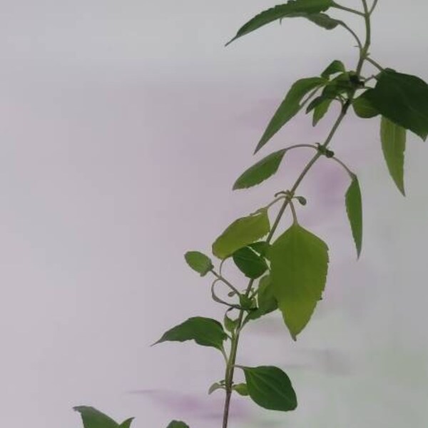 Aztec Sweet Herb Live Plant (phyla Dulcis/lippia Dulcis/yerba Dulce ...