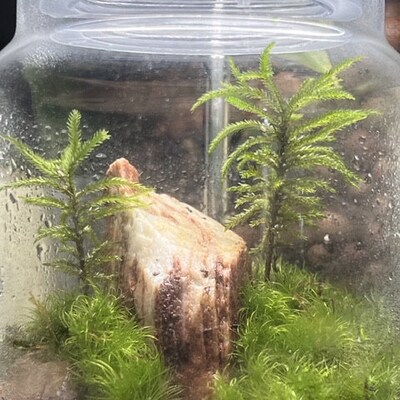 American Tree Moss - Etsy