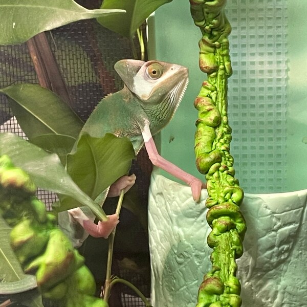 Naymars' Lizard-alley Cricket Feeder. Durable Made in the USA Chameleon ...