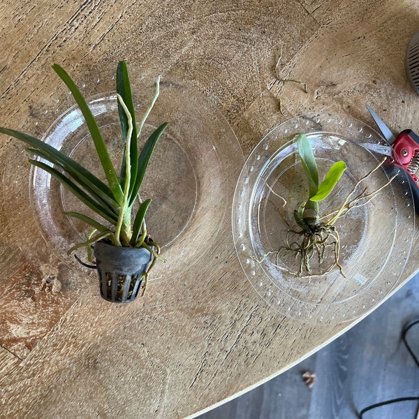 Mini Orchids - Rare - Perfect for Terrariums, Lonopsis, Mini Vandas ...