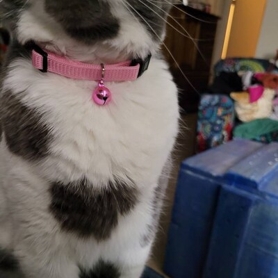 Gotags Personalized Cat Tag With Moon, Stars and Crystals Stainless ...