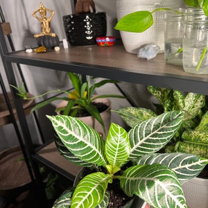 3 Large Blue Chalk Sticks Cuttings Senecio Mandraliscae - Etsy