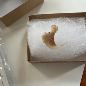 Ancient Fossilized Corax Shark Dinosaur Teeth Shark Teeth - Etsy