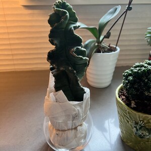 Twisted Cactus Large Rare 9 Long Tie Twisted Unique - Etsy