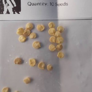 Big Beef Plus F1 Tomato Seeds - Etsy