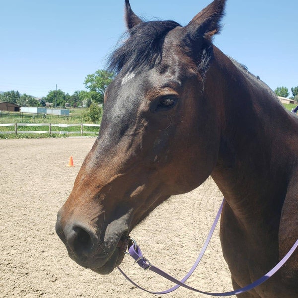 Leather Bridle-less Bit - Etsy