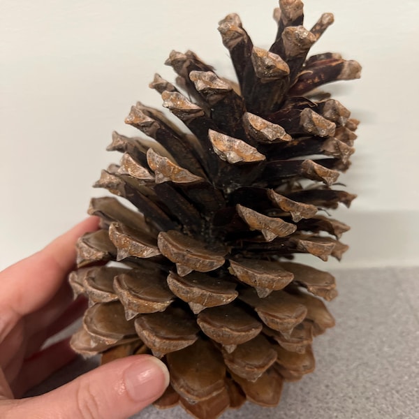 Extra Large Natural Pine Cone | Christmas Display | Maritima Pine Cone | 16-17cm | Giant Pine ...