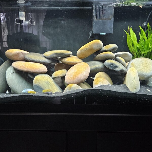 Rare Driftwood Roots W/ Embedded Stone 20in Long, Terrarium or Aquarium ...