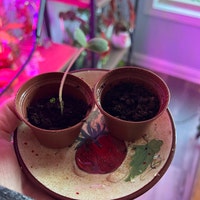 Mini Tree Grow Kit, Fun Earth Day Activity, Hands-on Learning for ...