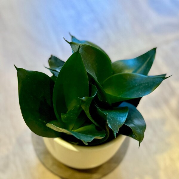 Calathea Burle Marx, Fishbone Prayer Plant, Unique and Easy to Care ...