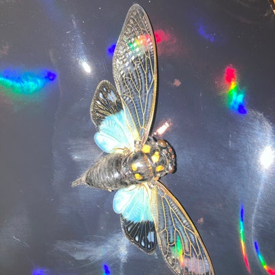 Huechys Sanguinea, Black and Scarlet Cicada, Real Cicada, Entomology ...