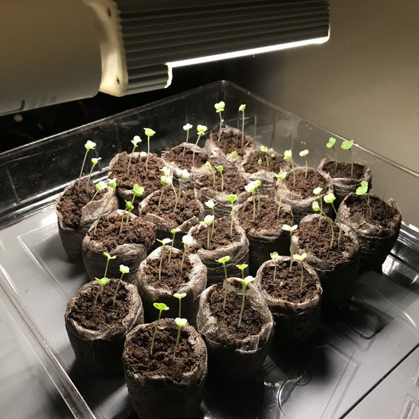 Heirloom Rocket Arugula Seeds - Organic, Non-gmo, Container Friendly ...