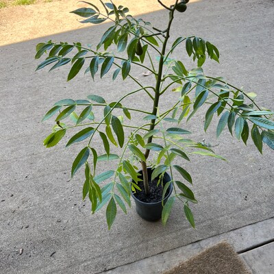 Startup Neem Plant, Sadao, Azadirachta Indica Plant Sorry We Don't Ship ...