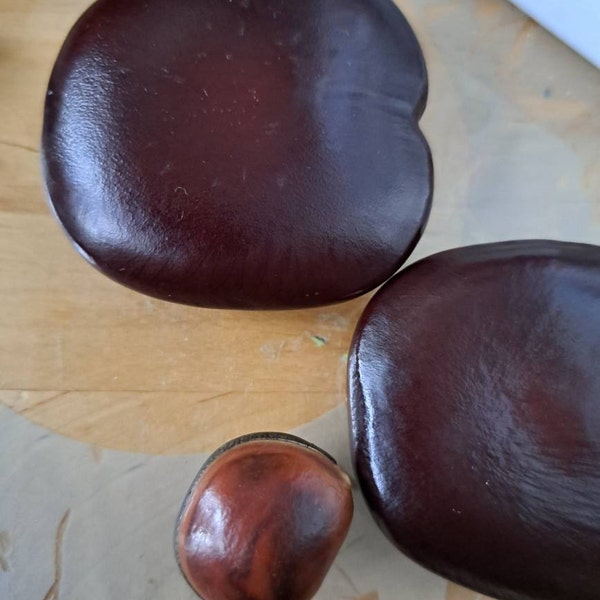 100 Grams of Entada Rheedii Seeds. 4 Shiny, Undrilled Seeds Collected ...