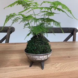 Medium Size Asparagus Fern Kokedama Bonsai Moss Ball, Attractive ...