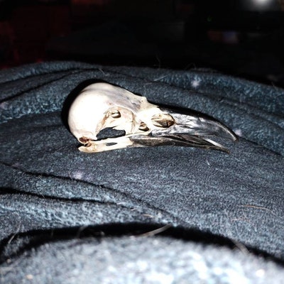 Crow Skull Real Natural Corvus Carone Raven Corvid Taxidermy Gothic ...