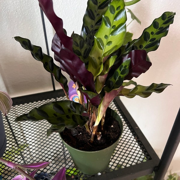 Red Maranta, Prayer Plant, 4inch Pot, Hopewind Plants Shop - Etsy