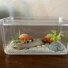 Miniature Hermit Crab Terrarium No Fuss Desk Pet for Kid or Adult OOAK ...