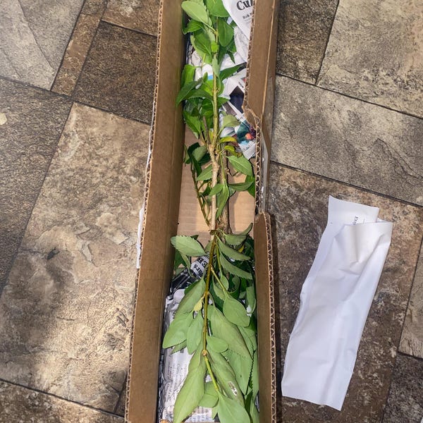 Chinese Elm Quart Container - Etsy