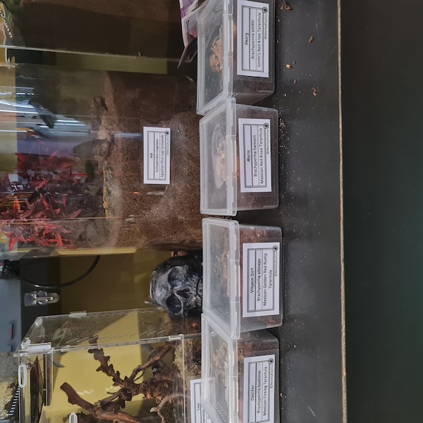 Small Terrarium Label Laminated Enclosure Label Exotic Pet Informative ...