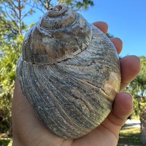 COLORFUL FLORIDA SEASHELL Mix, 30 Piece Variety Shell Pack for Gifts ...