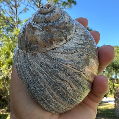 COLORFUL FLORIDA SEASHELL Mix, 30 Piece Variety Shell Pack for Gifts ...