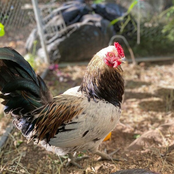 Drf's Crow Reduction Collar - Simple, Affordable, Handmade Crow ...